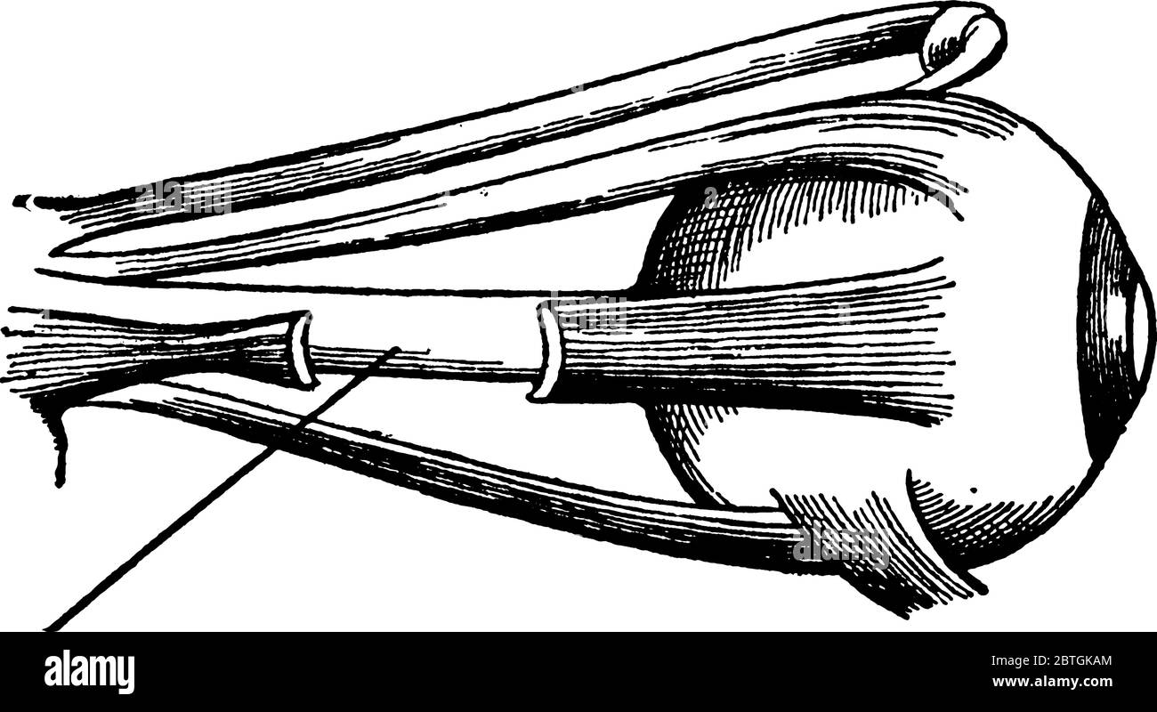 An Eye ball with muscles of eye, vintage line drawing or engraving ...