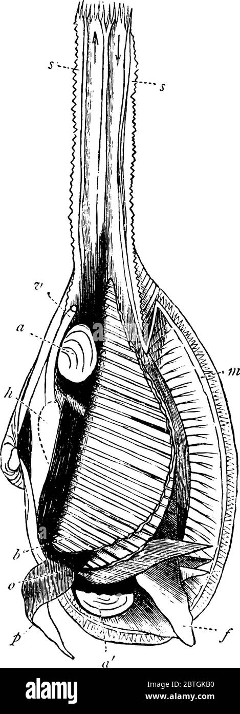 Common bivalve Stock Vector Images - Alamy
