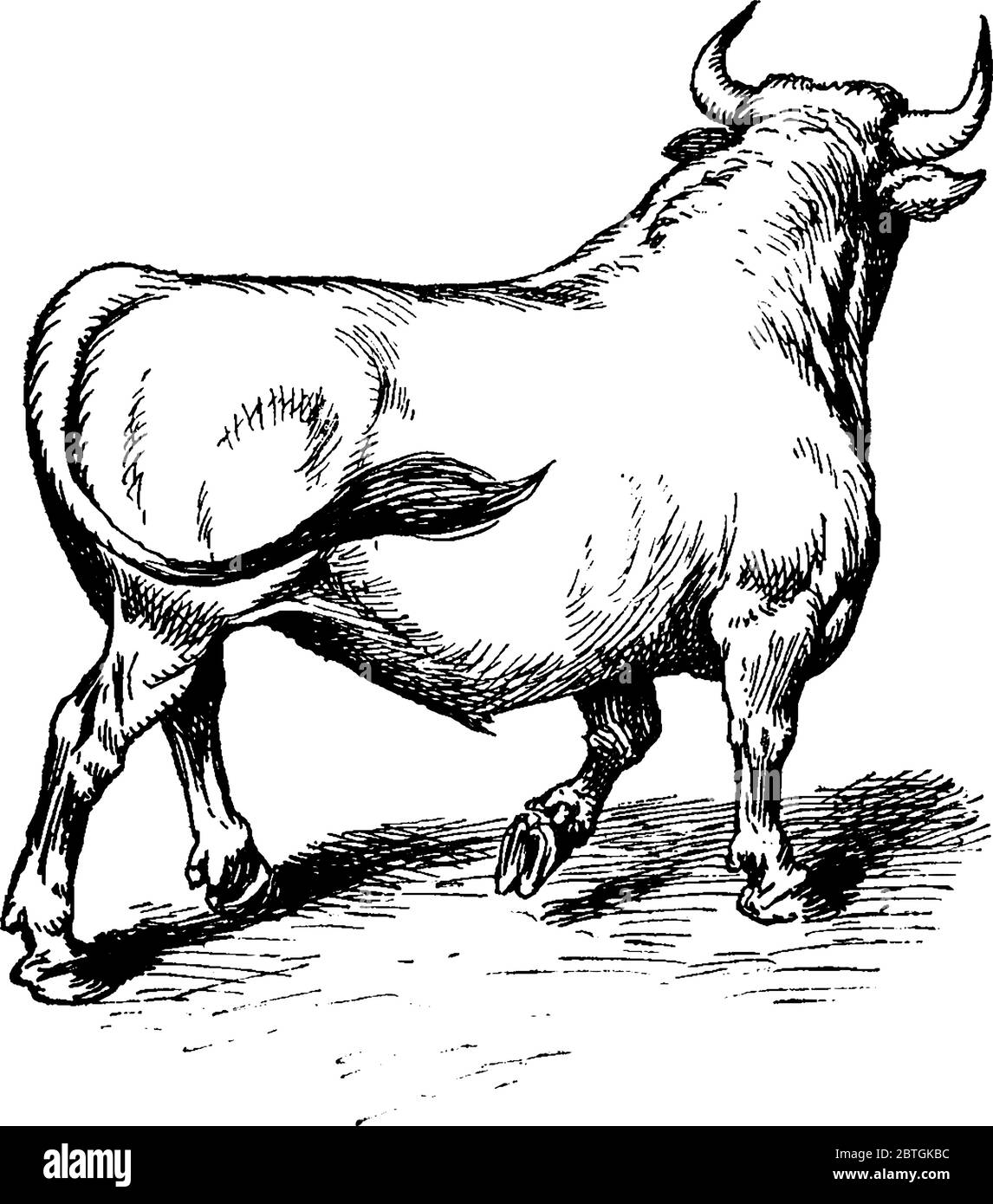 sketch showing a bull, bull is a male animal of the cow family, vintage ...