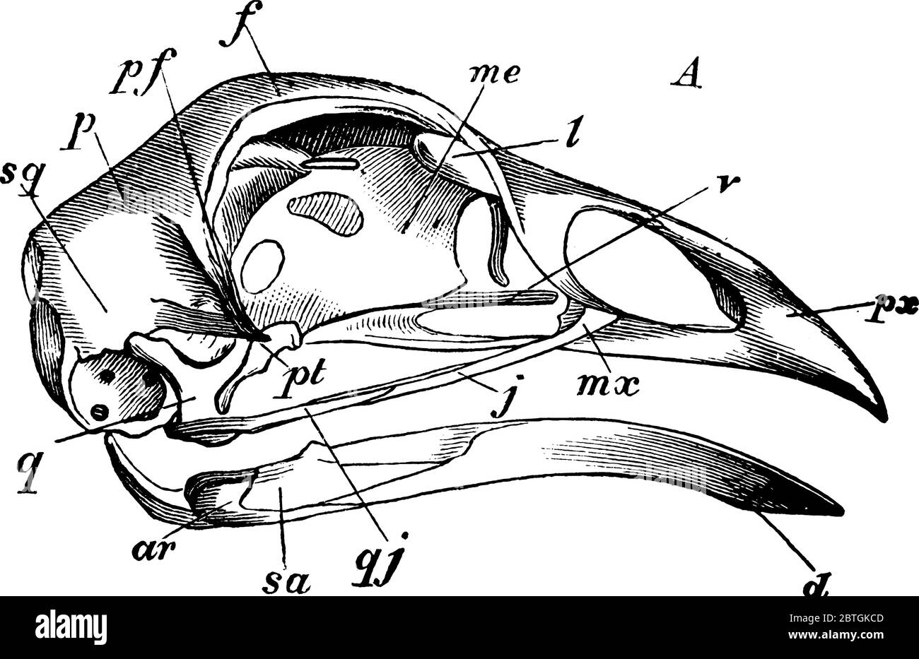 Figure showing a skull of domestic hen, vintage line drawing or ...