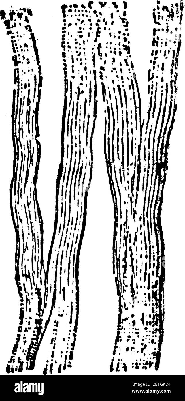 Animal tissues hi-res stock photography and images - Alamy