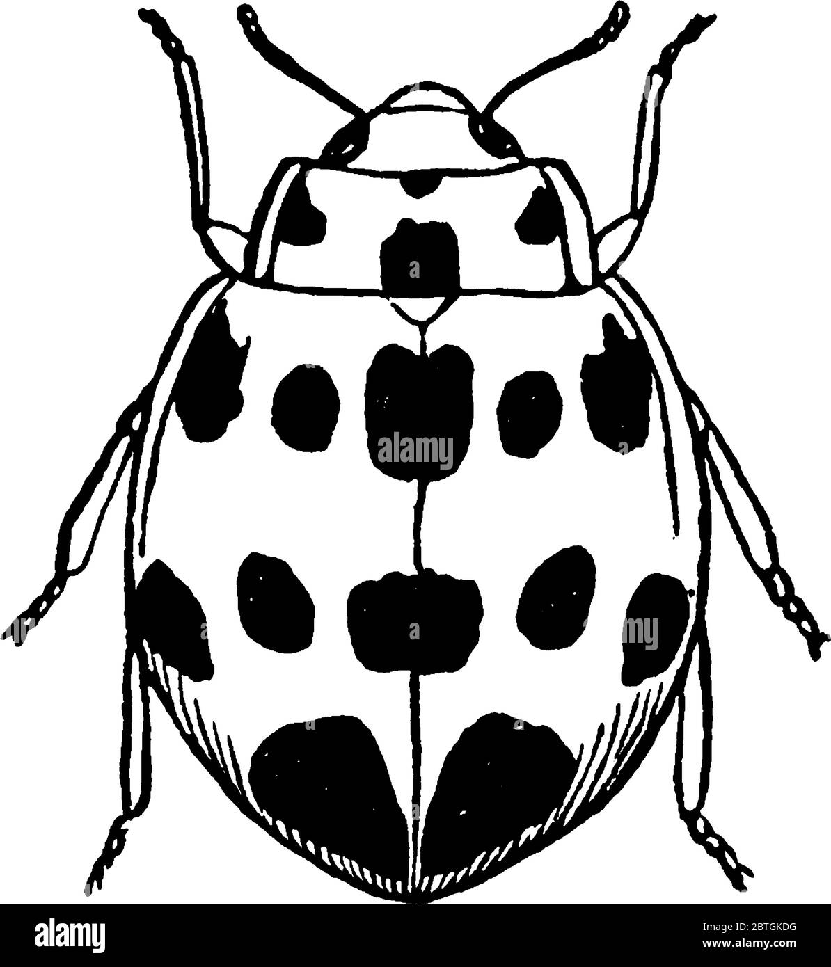 Cucumbers vectors Black and White Stock Photos & Images - Alamy