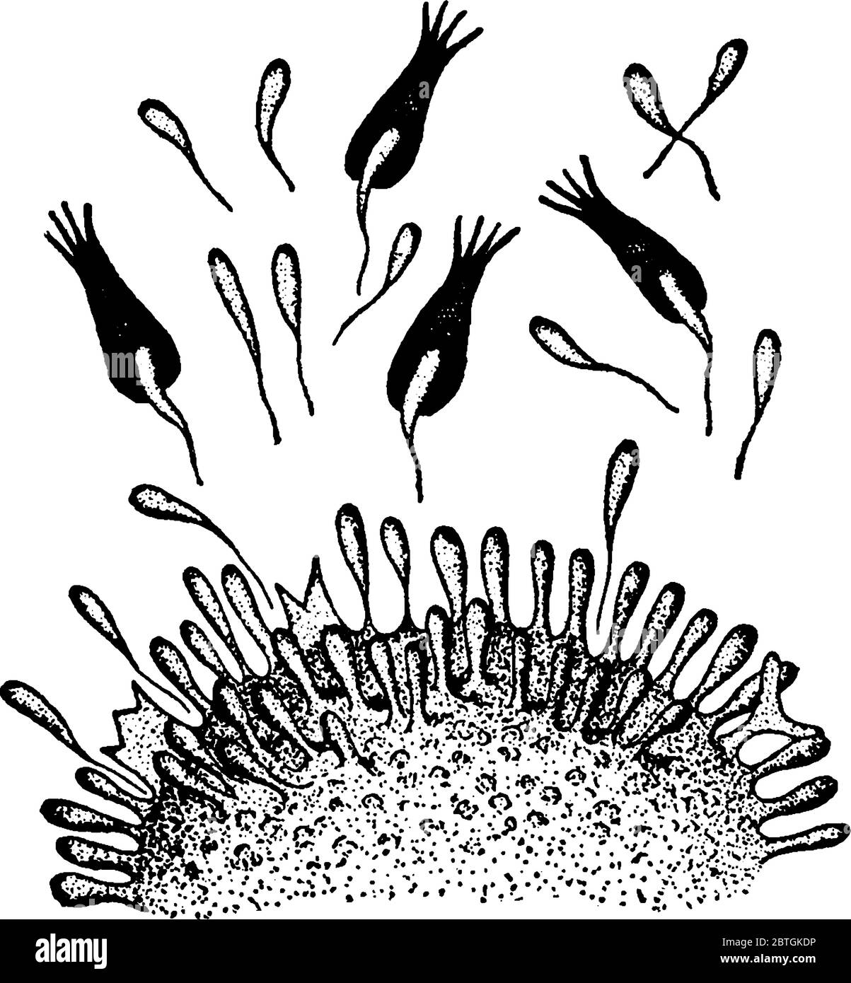 The mechanism of immunity and cytolysis. The labelled parts, 'a and b ...