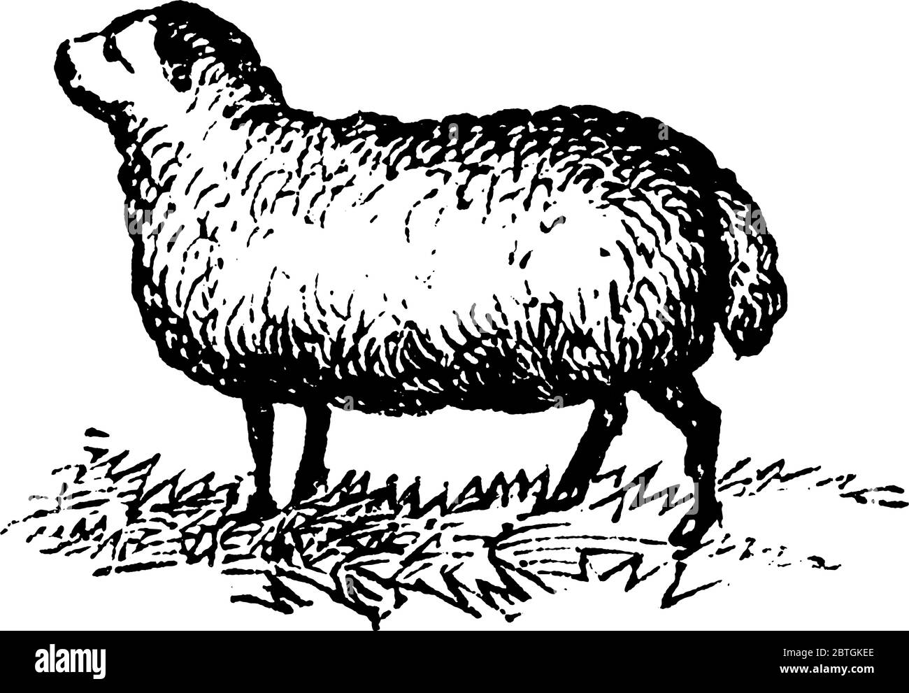 Female sheep Black and White Stock Photos & Images - Alamy