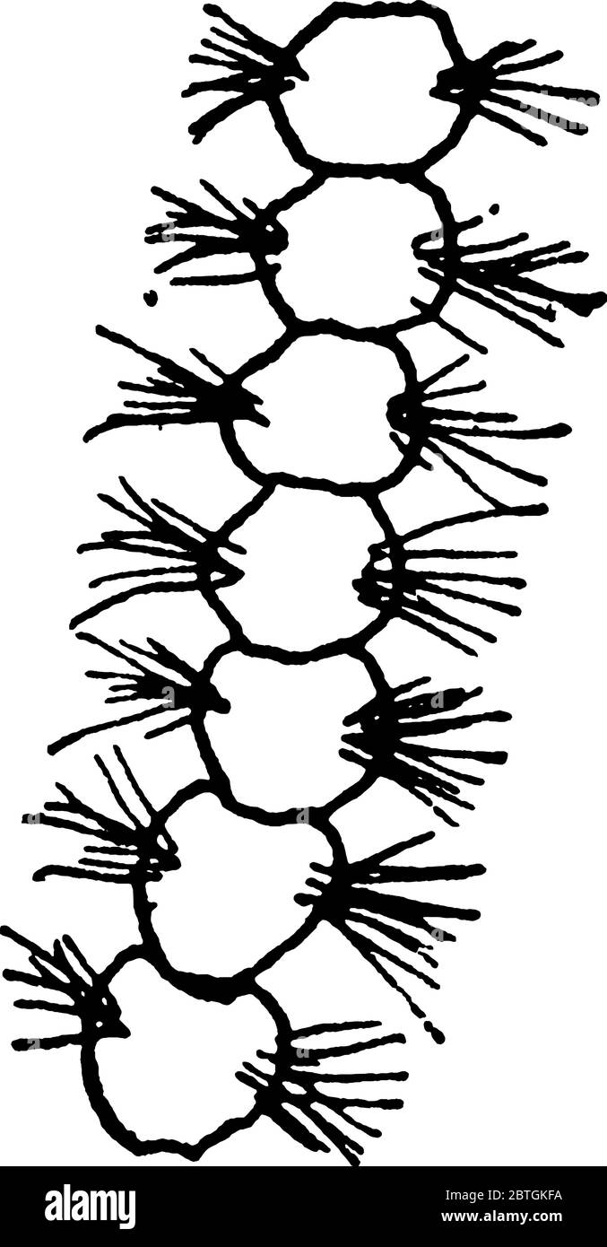 Antennae in lepidoptera are physiological structures of insect bodies ...