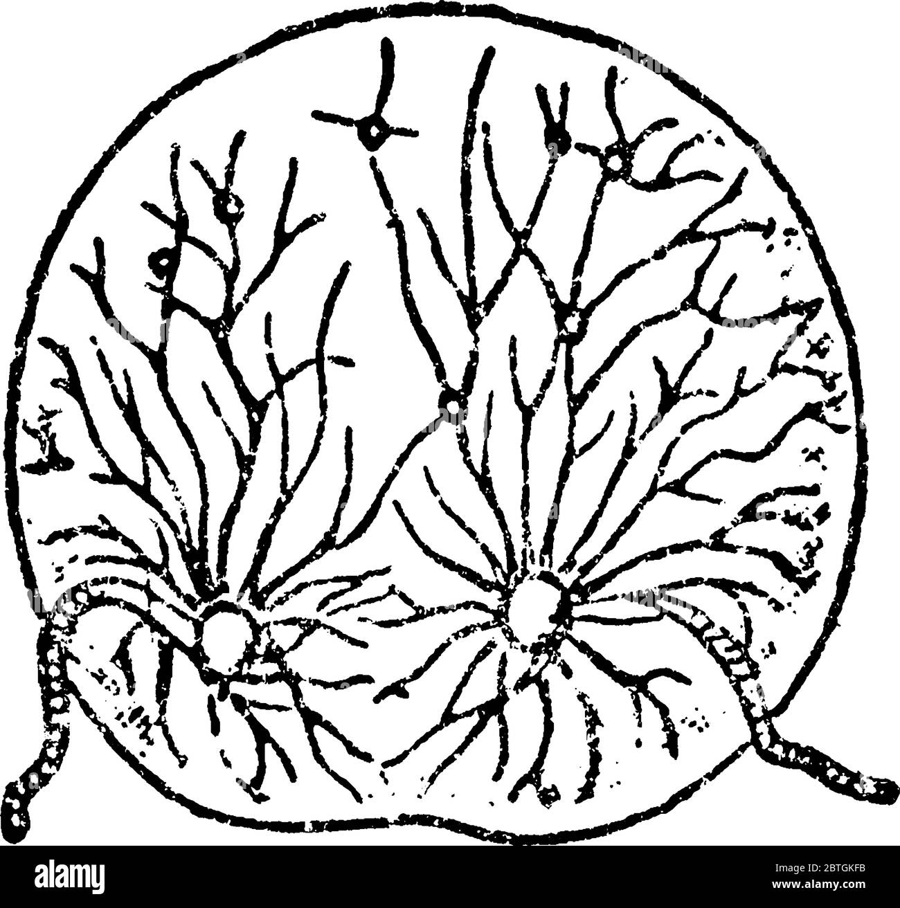 Noctiluca scintillans Cut Out Stock Images & Pictures - Alamy