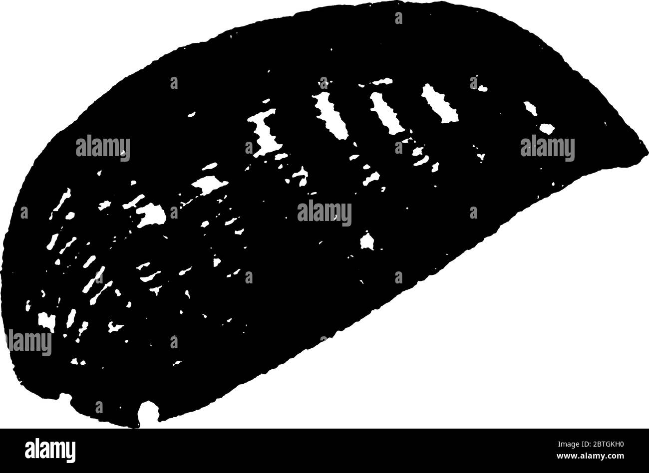 The pupa of the species estrus ovis hi-res stock photography and images ...