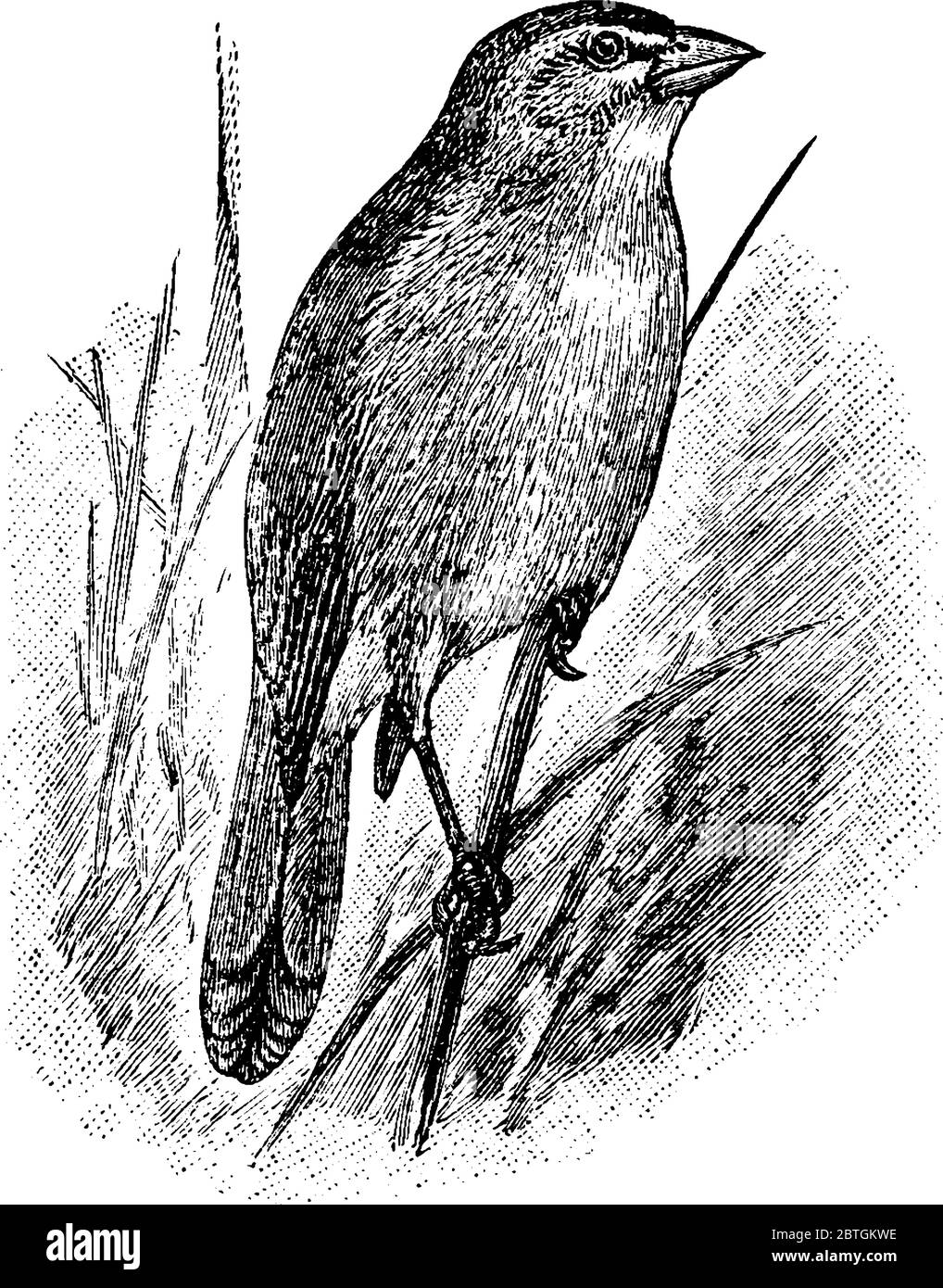 The bird is a finch-like tanager of the Embernagra genus, vintage line ...