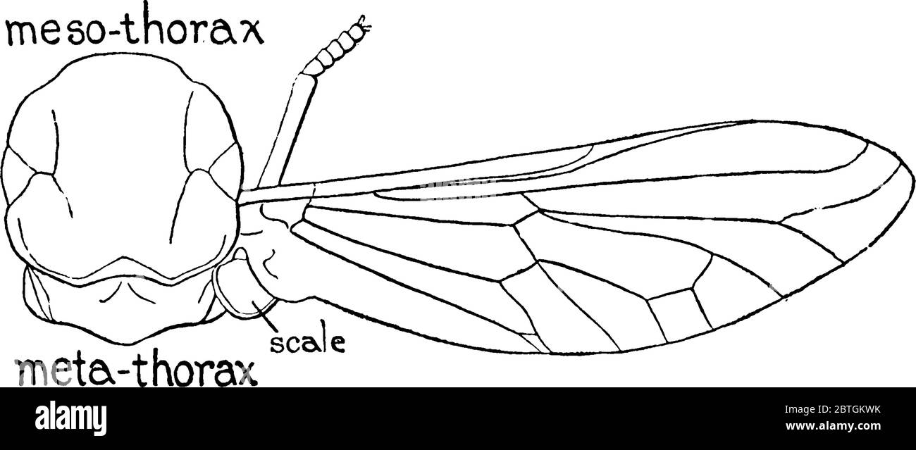 Mésothorax Stock Vector Images - Alamy