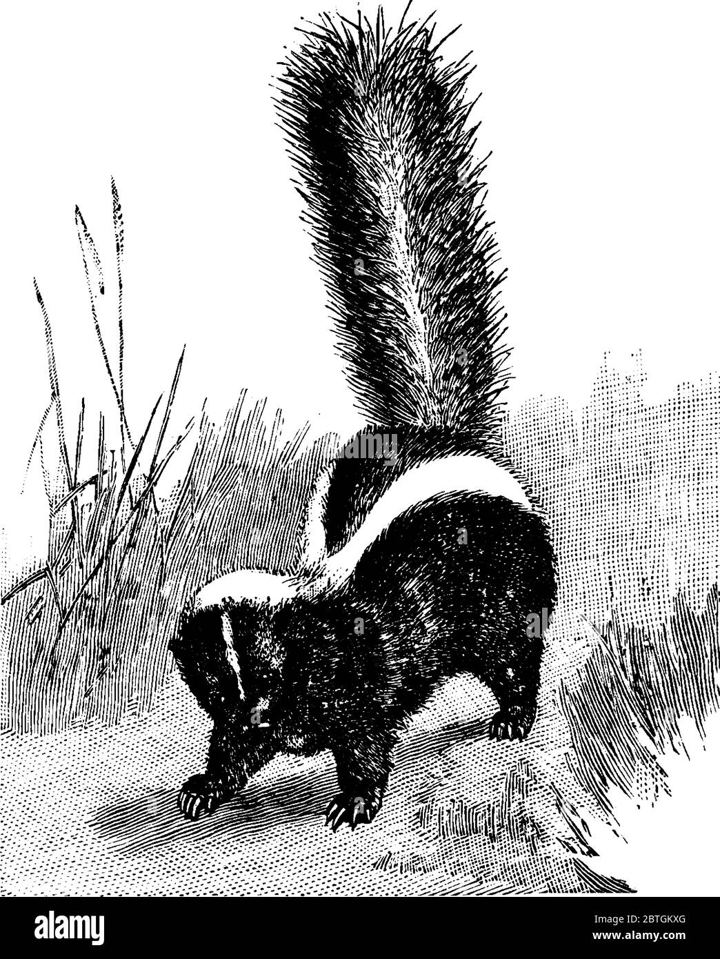 Fetid Stock Vector Images - Alamy