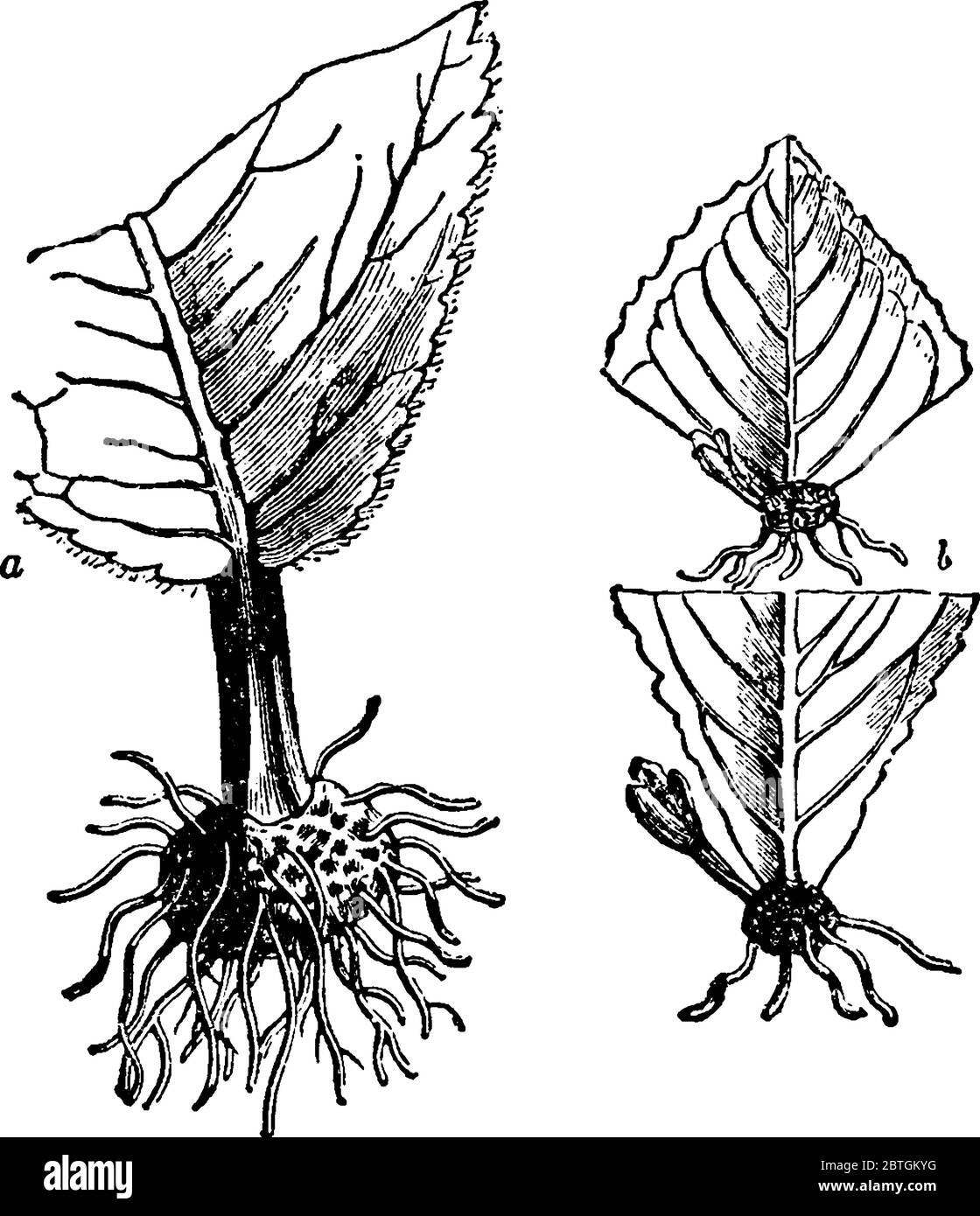 Propagation plant cutting Black and White Stock Photos & Images - Alamy