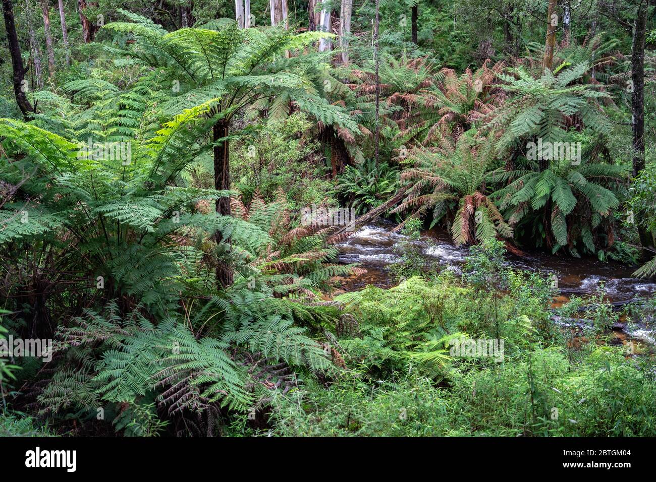 Toorongo reserve hi-res stock photography and images - Alamy