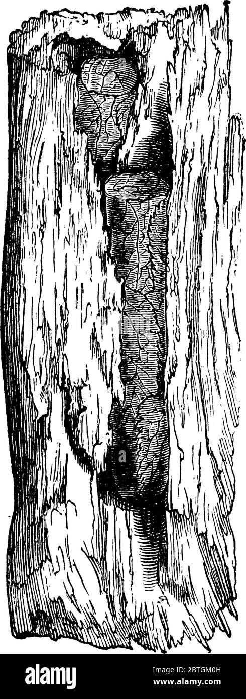 Species burrow Black and White Stock Photos & Images - Alamy