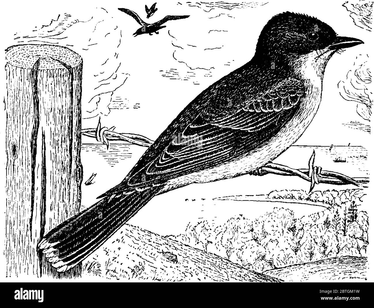 Kingbirds, sitting on the branches of the tree. They have long pointed ...