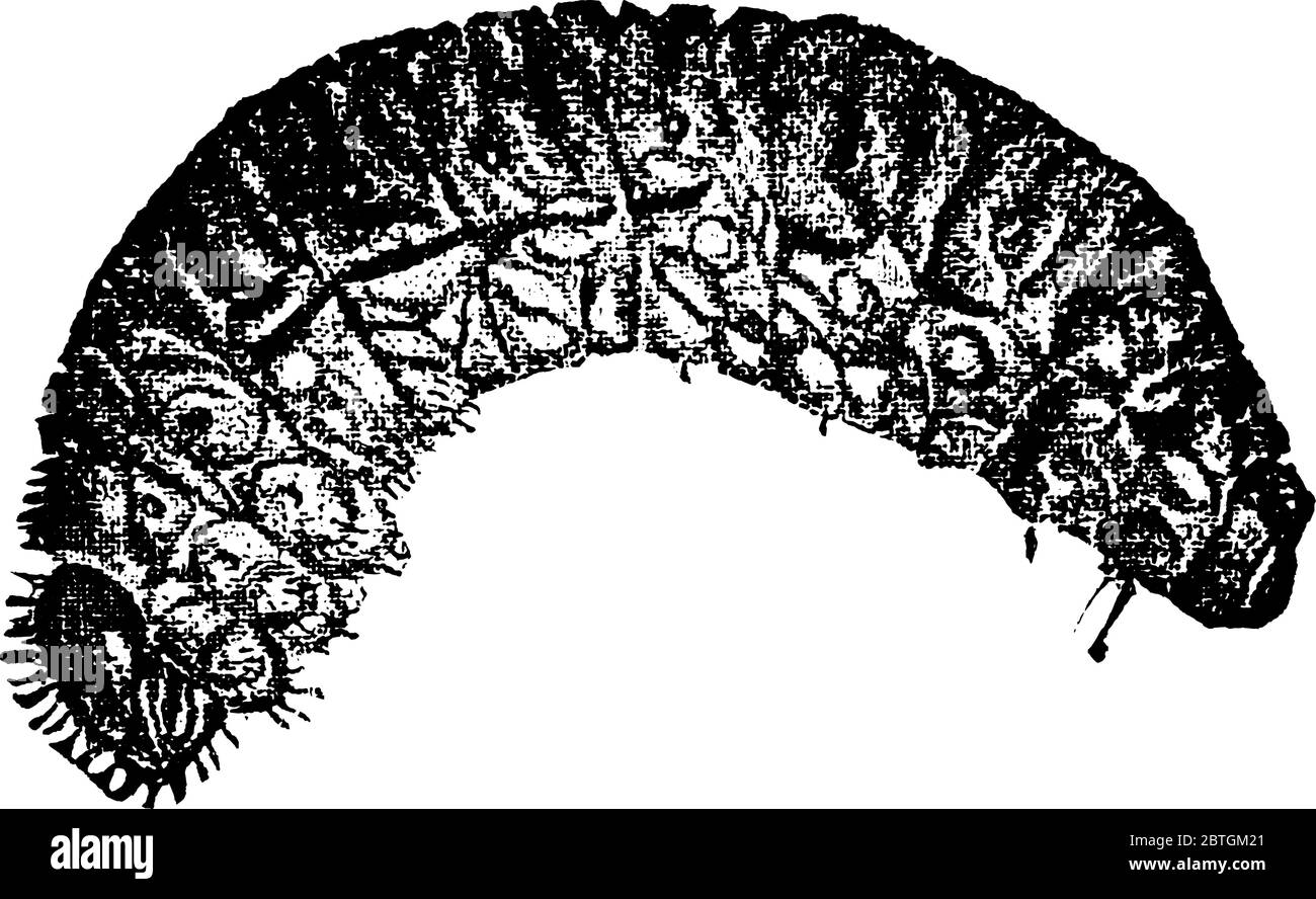 Pupa stage Black and White Stock Photos & Images - Alamy