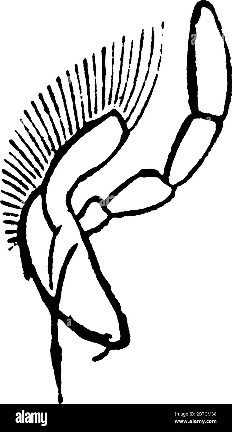 Cadelle is shiny black elongated and largest grain infecting insect ...