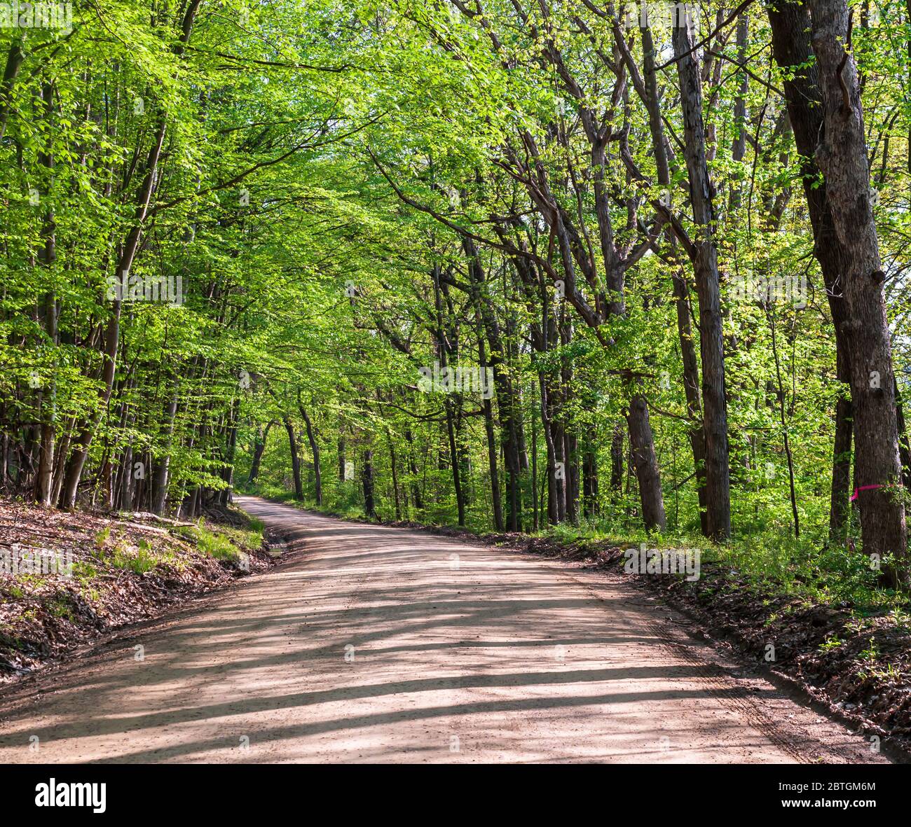 A dirt road in the woods on a sunny spring day in Warren County ...