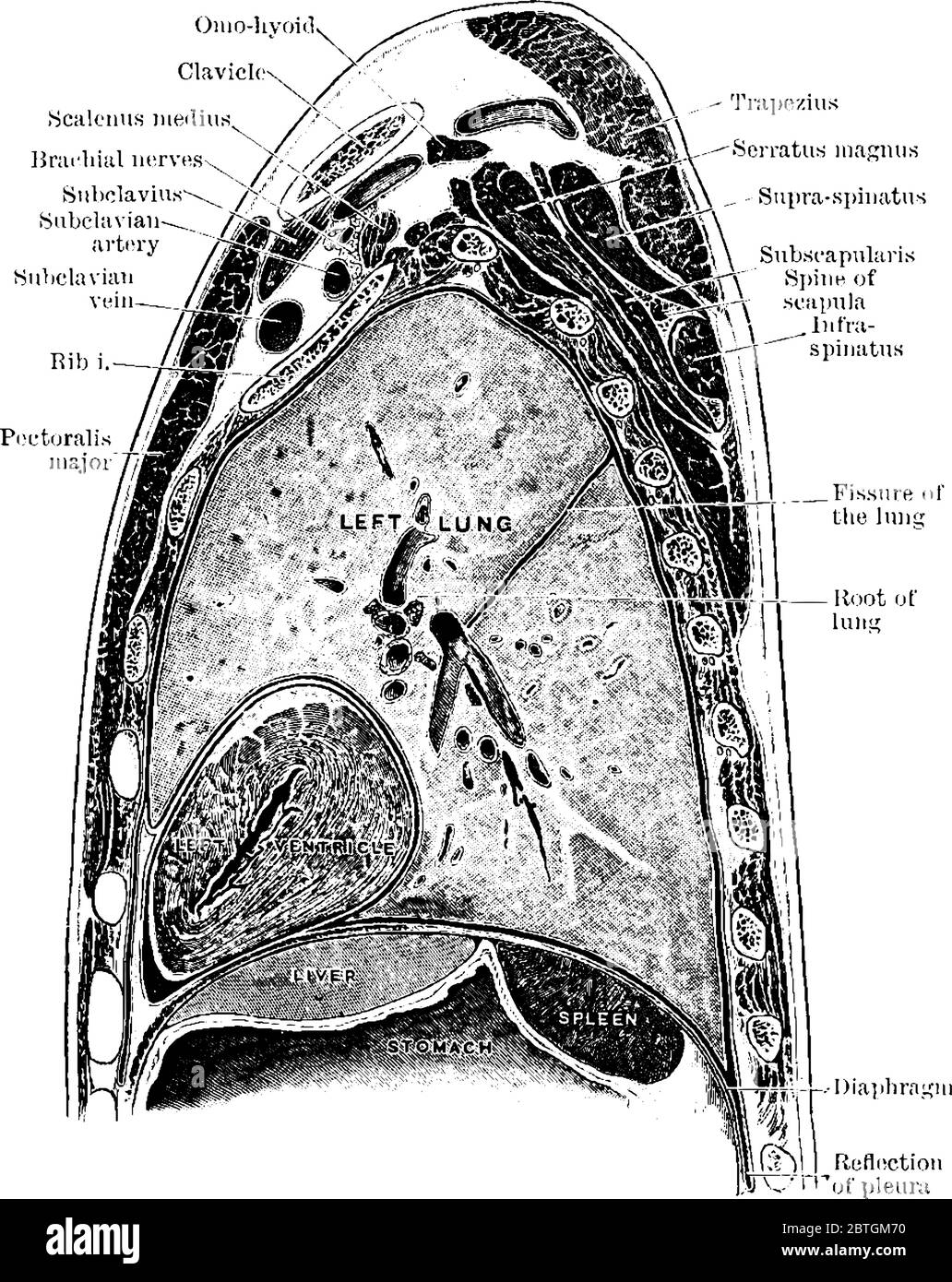 Sagittal section hi-res stock photography and images - Alamy