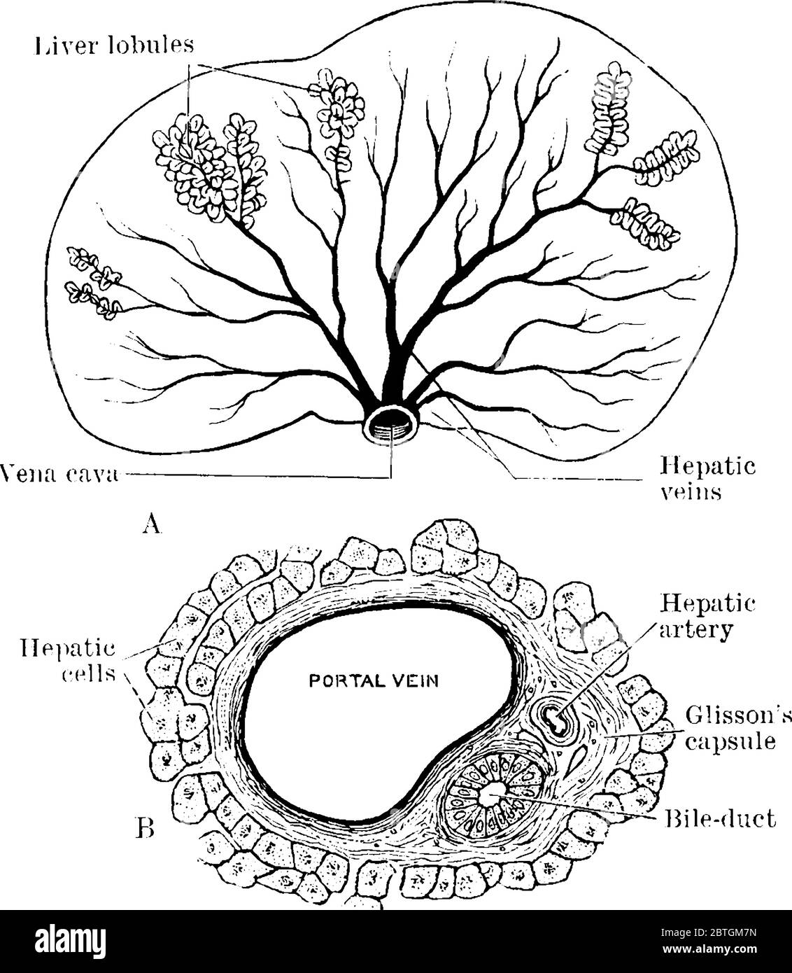 Hepatic Lobule