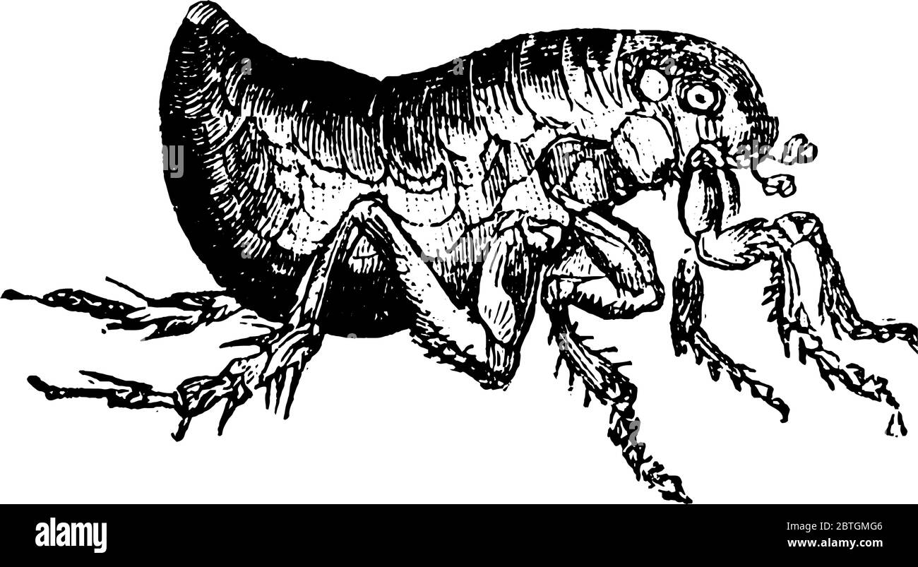 Siphonaptera hi-res stock photography and images - Alamy