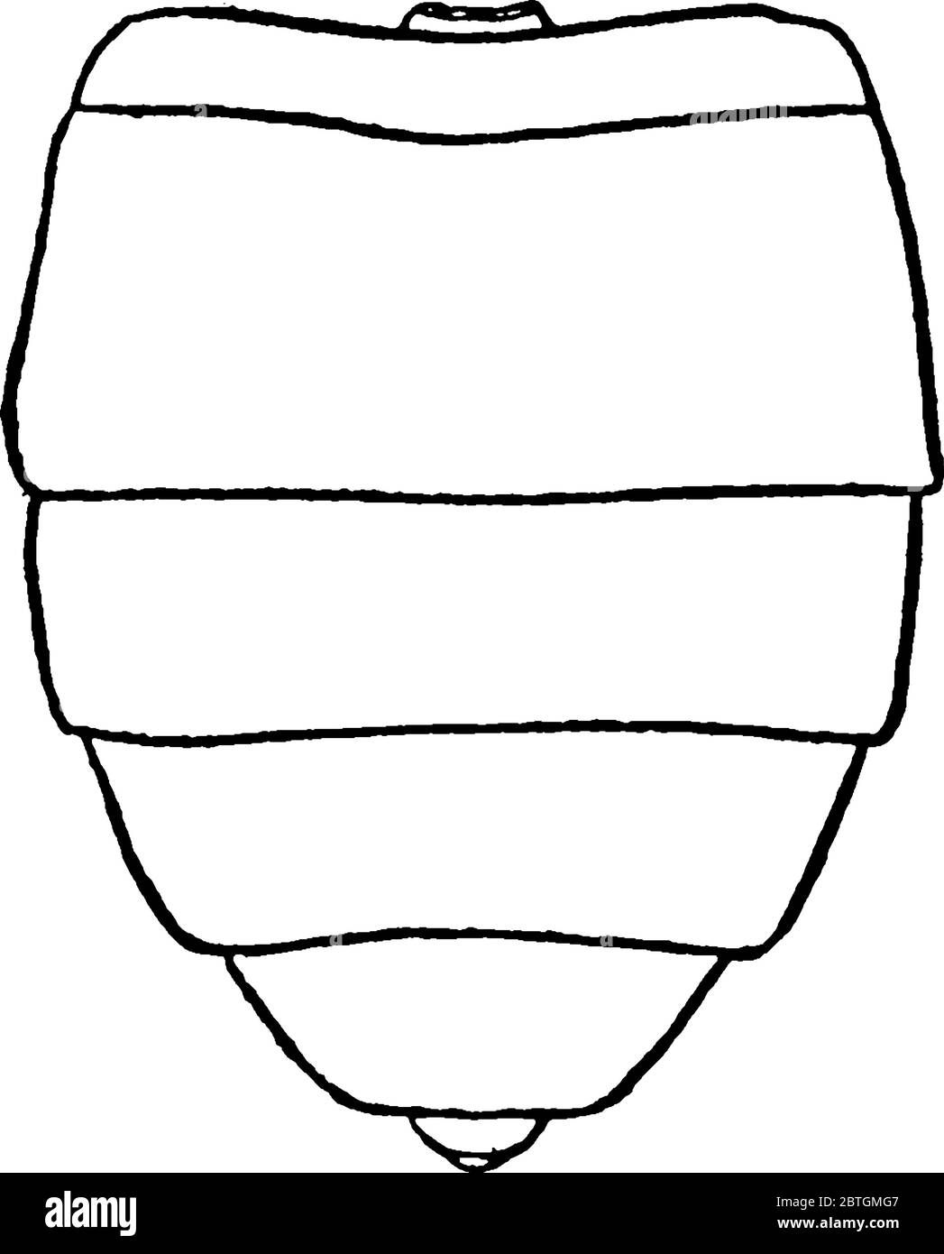 A Honey Bee is a eusocial, flying insect in the family Apidae, they ...