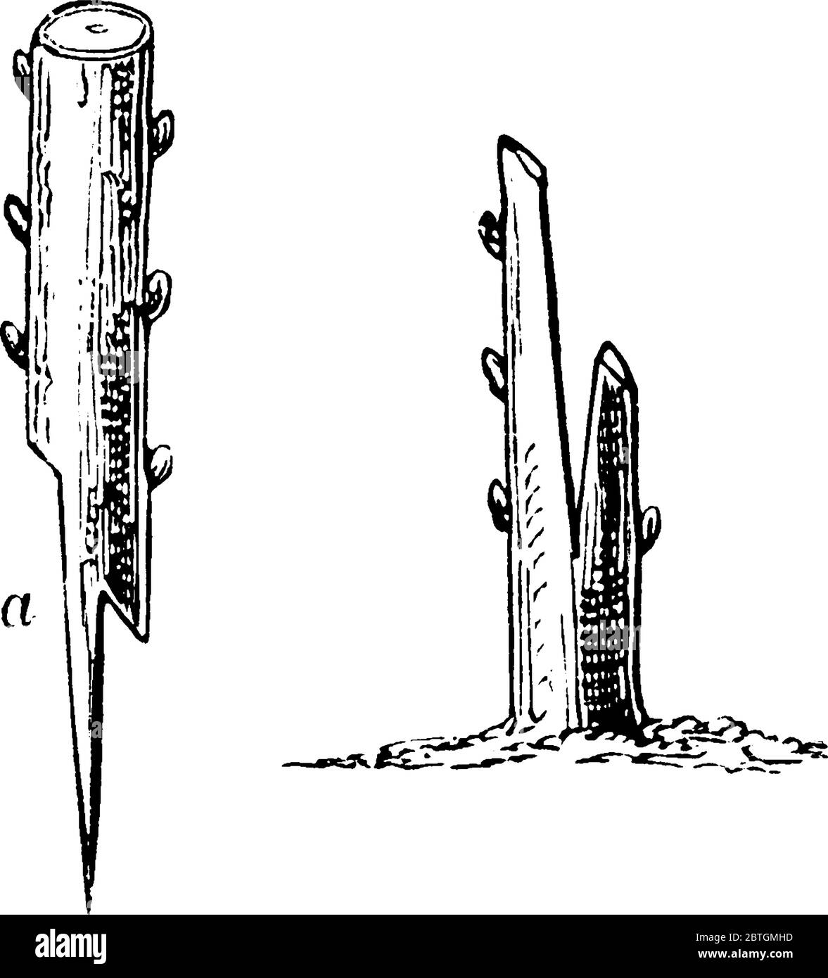 Image showing cut ends of two different plants used for grafting ...