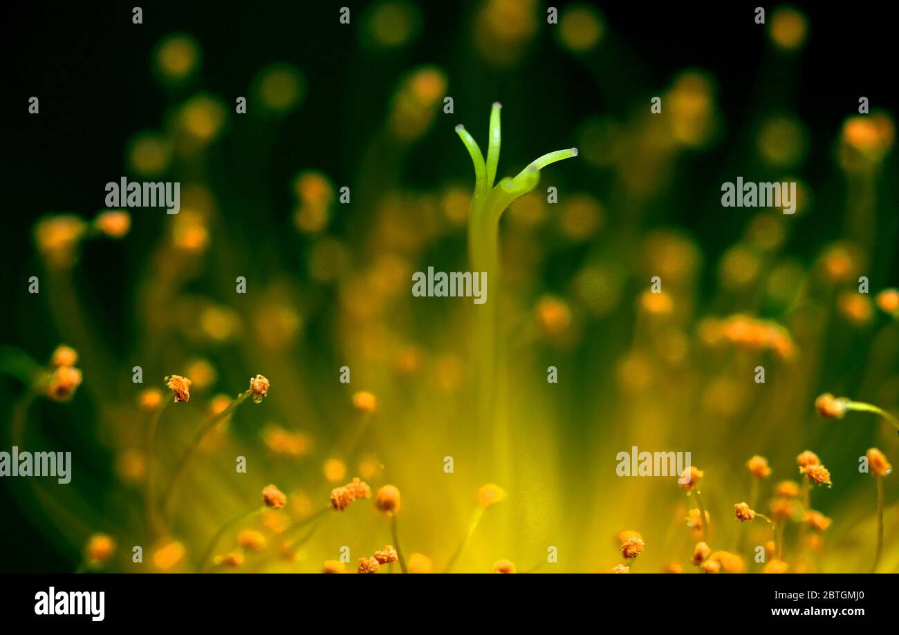 Suzhou, China. 25th May, 2020. The beautiful Hypericum monogynum bloom ...