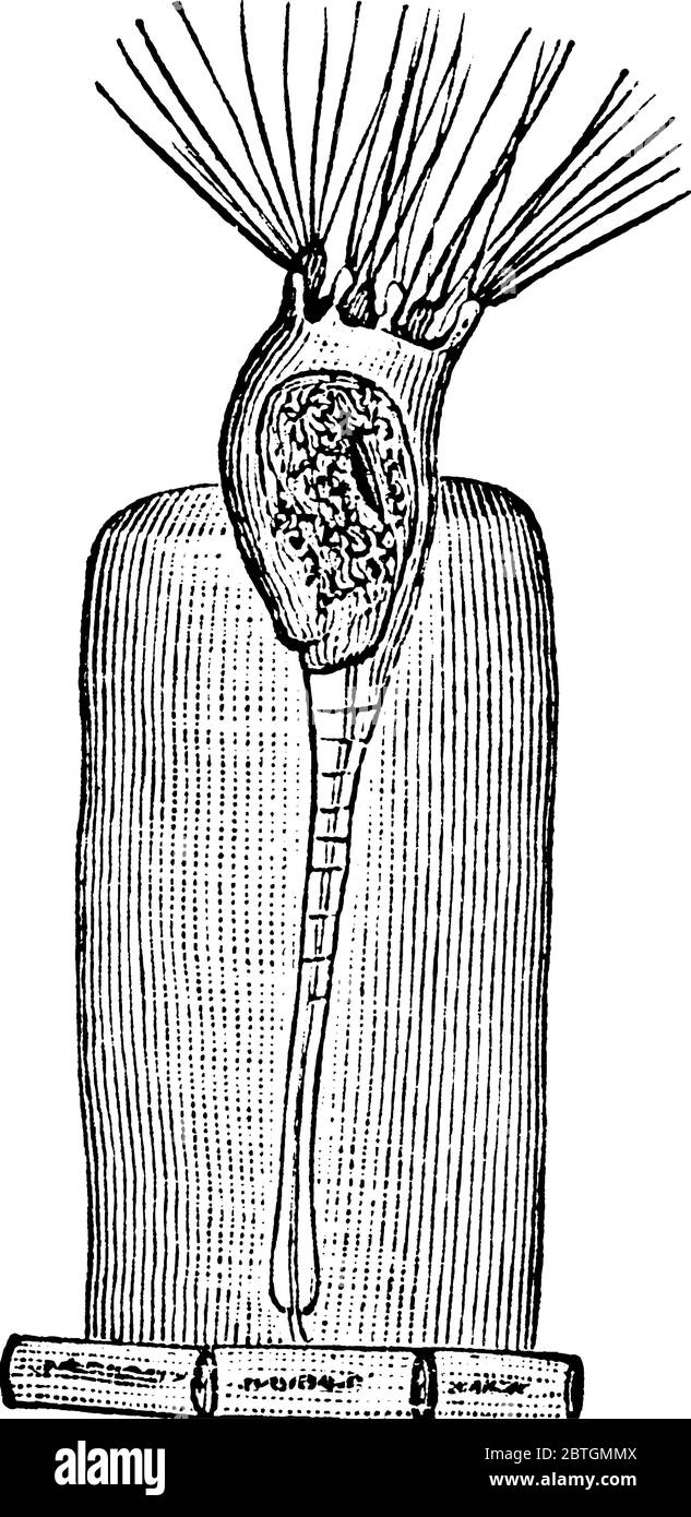 Rotifer or rotifers or stephanoceros hi-res stock photography and ...