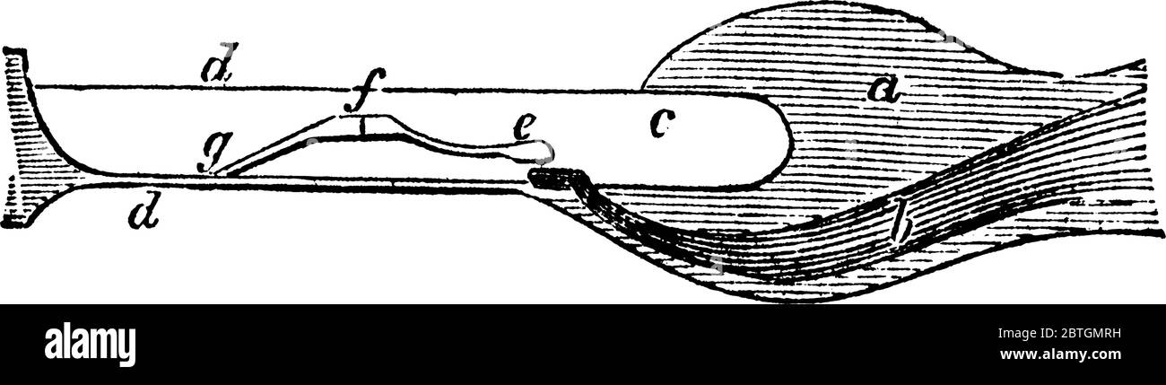The auditory nerves are bundle of nerve fibres that carries hearing ...