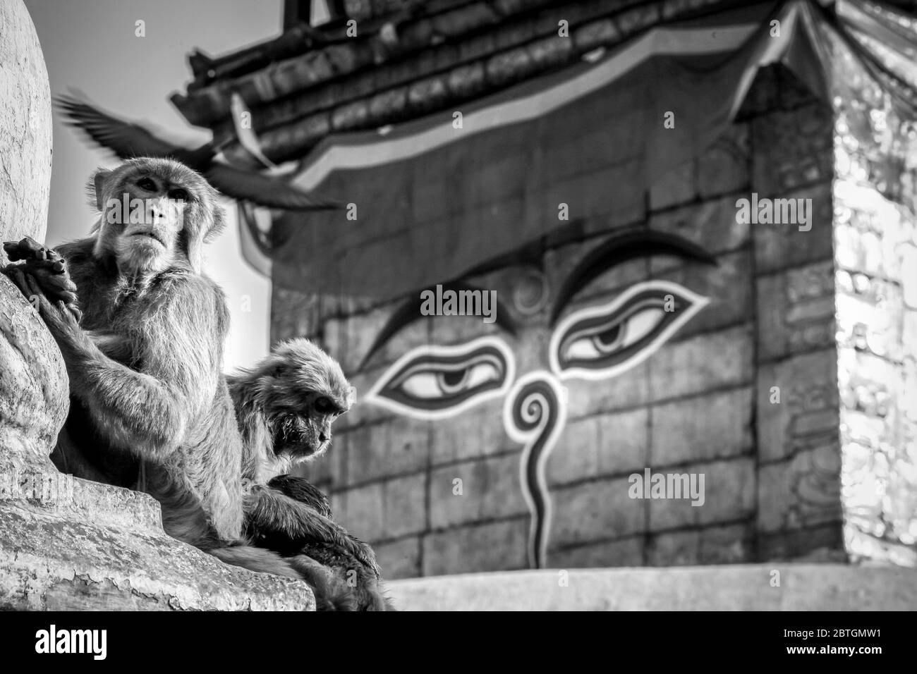 Monkey and religion Black and White Stock Photos & Images - Alamy