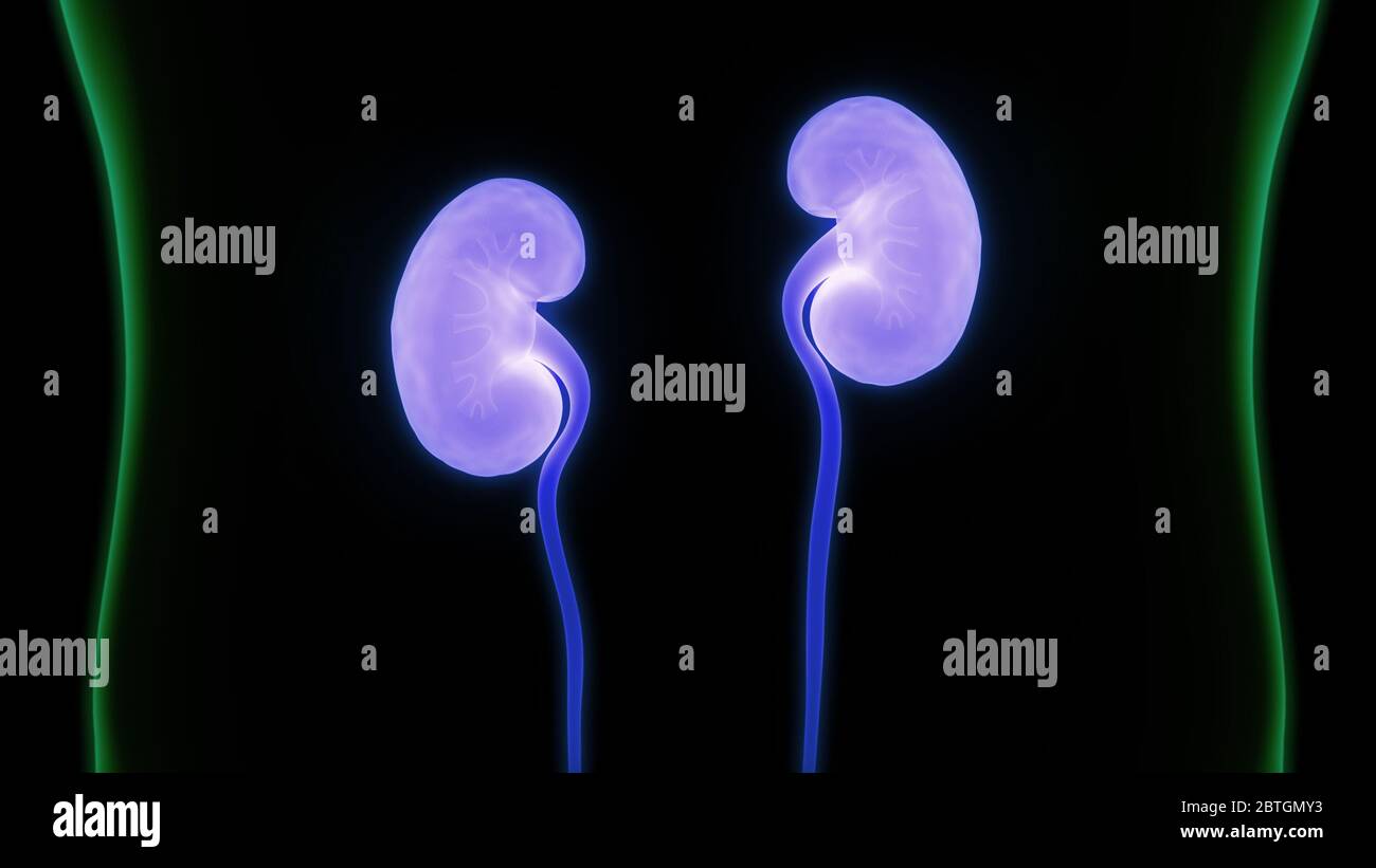 Human Urinary System Kidneys with Bladder Anatomy Stock Photo - Alamy