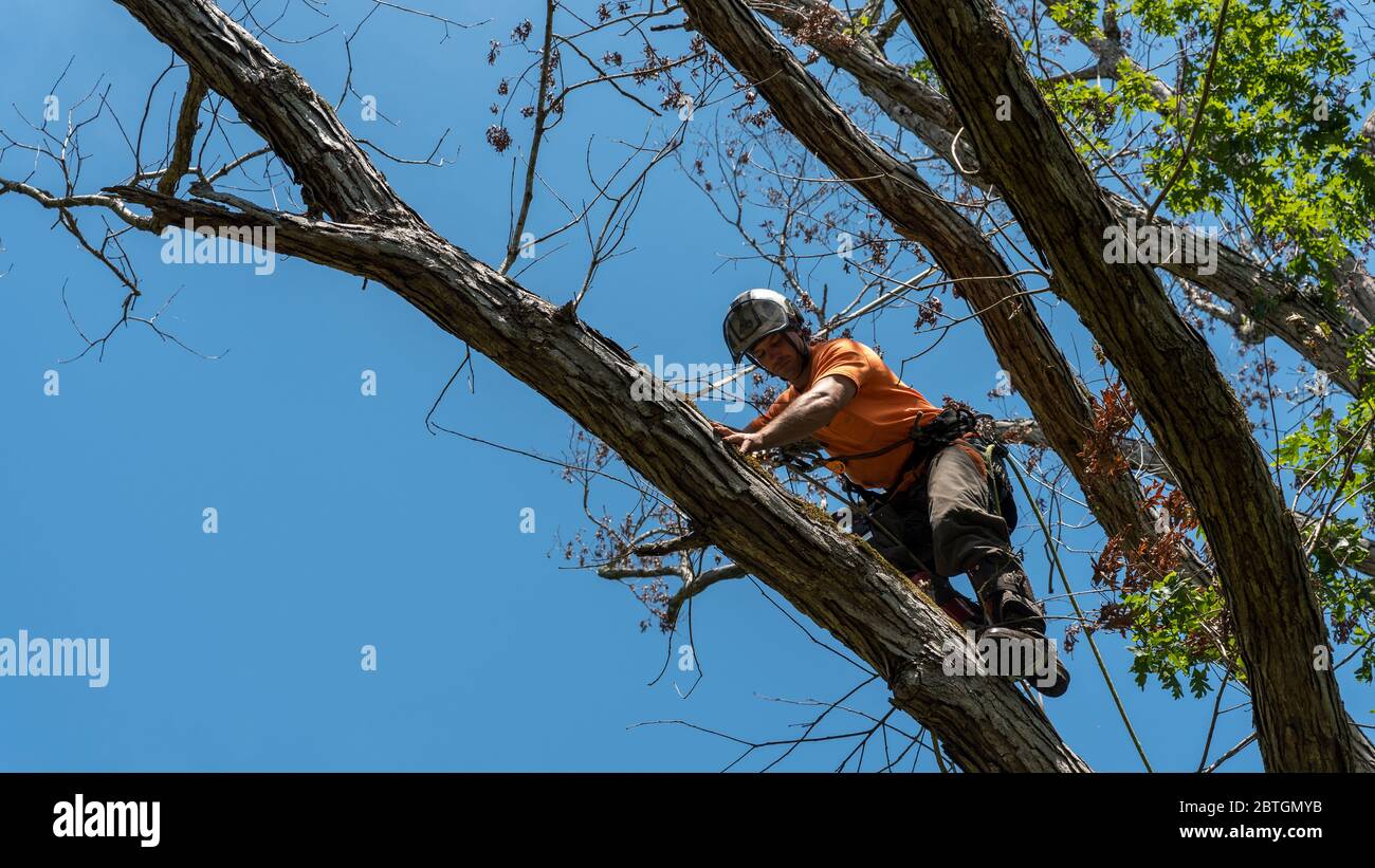 Worker in orange shirt climbing in tree cutting off dead branches in ...