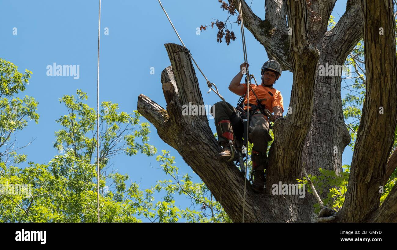 Worker in orange shirt climbing in tree cutting off dead branches in ...