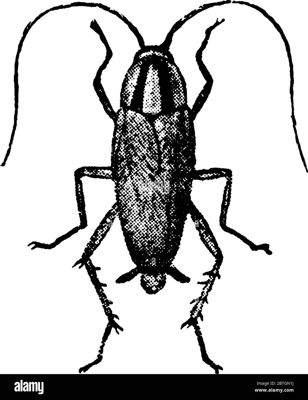 Adult croton bug, vintage line drawing or engraving illustration Stock ...