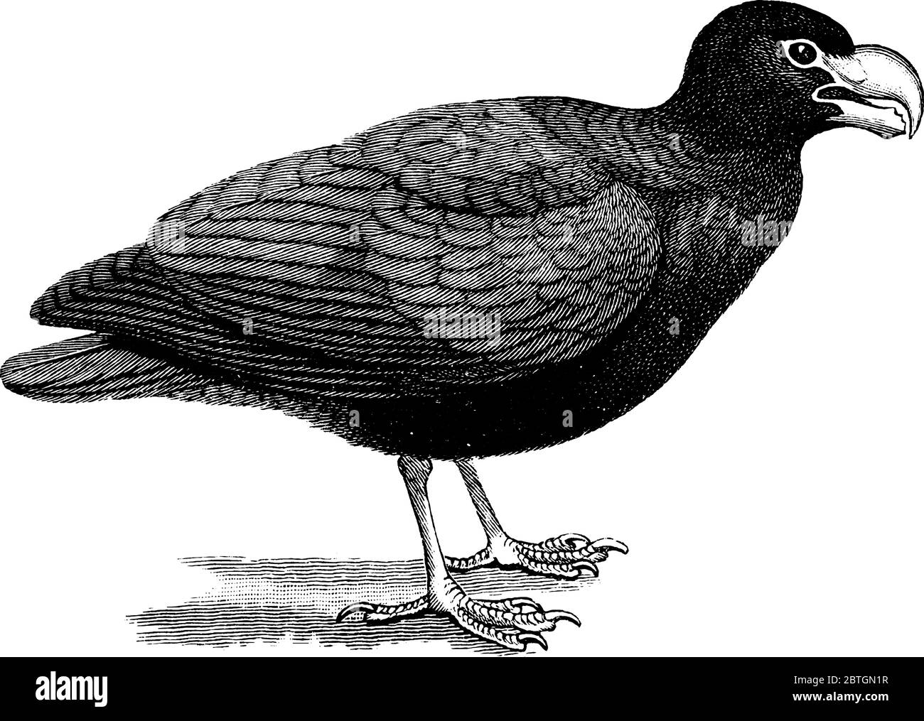 Manumea hi-res stock photography and images - Alamy