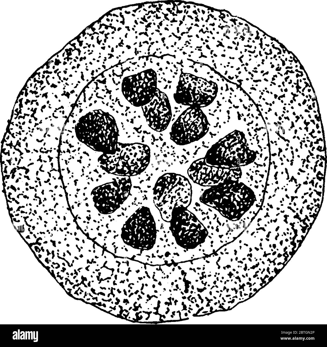 Virulent vector vectors hi-res stock photography and images - Alamy