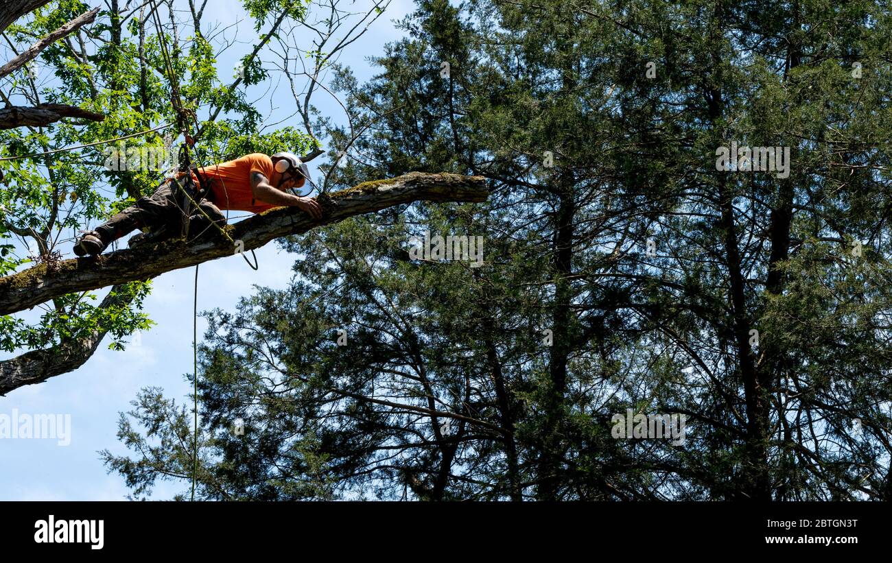 Worker in orange shirt climbing in tree cutting off dead branches in ...