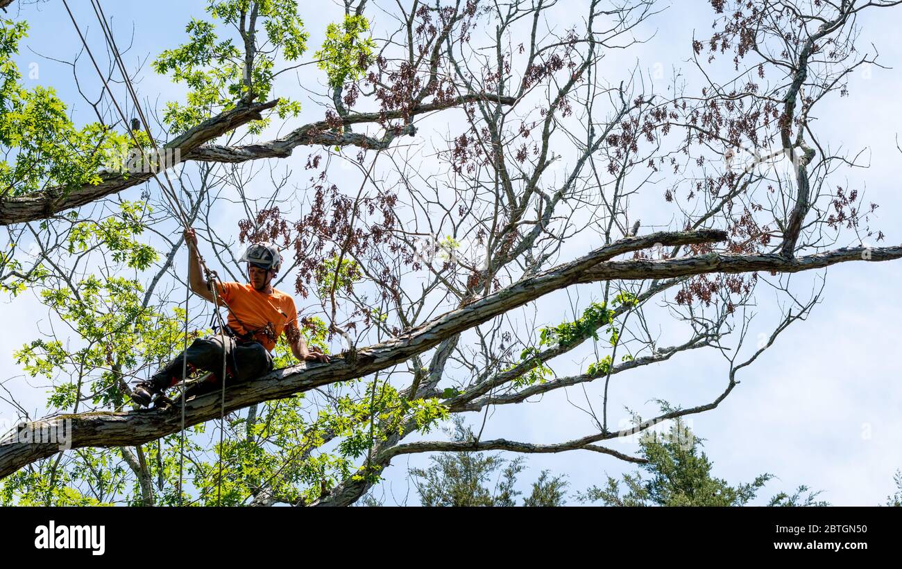 Worker in orange shirt climbing in tree cutting off dead branches in ...