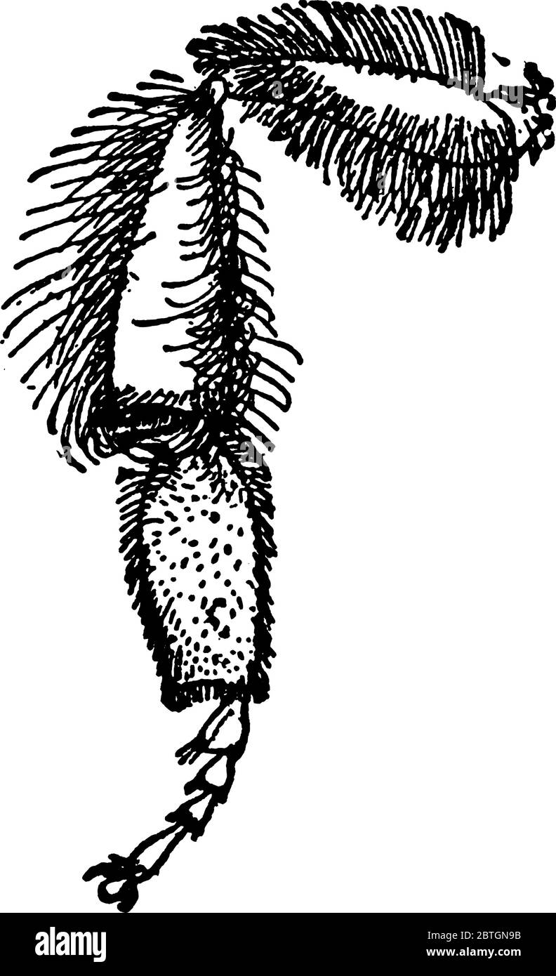 A typicalrepresentation ofthe hind leg of Apis, that is covered with ...