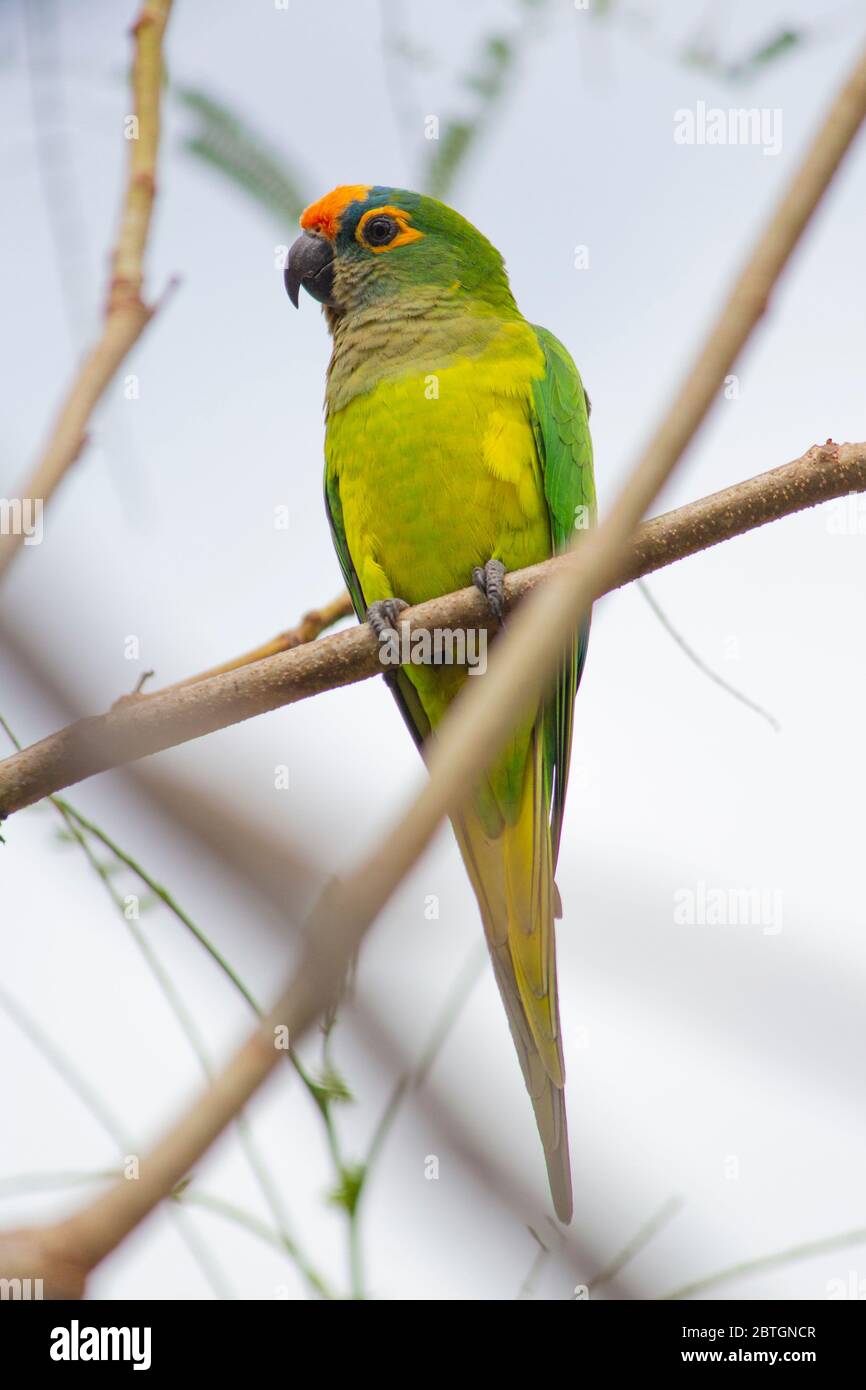 Peach fronted parakeet species eupsittula hi-res stock photography and ...