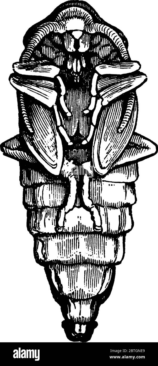 Boring insect Stock Vector Images - Alamy