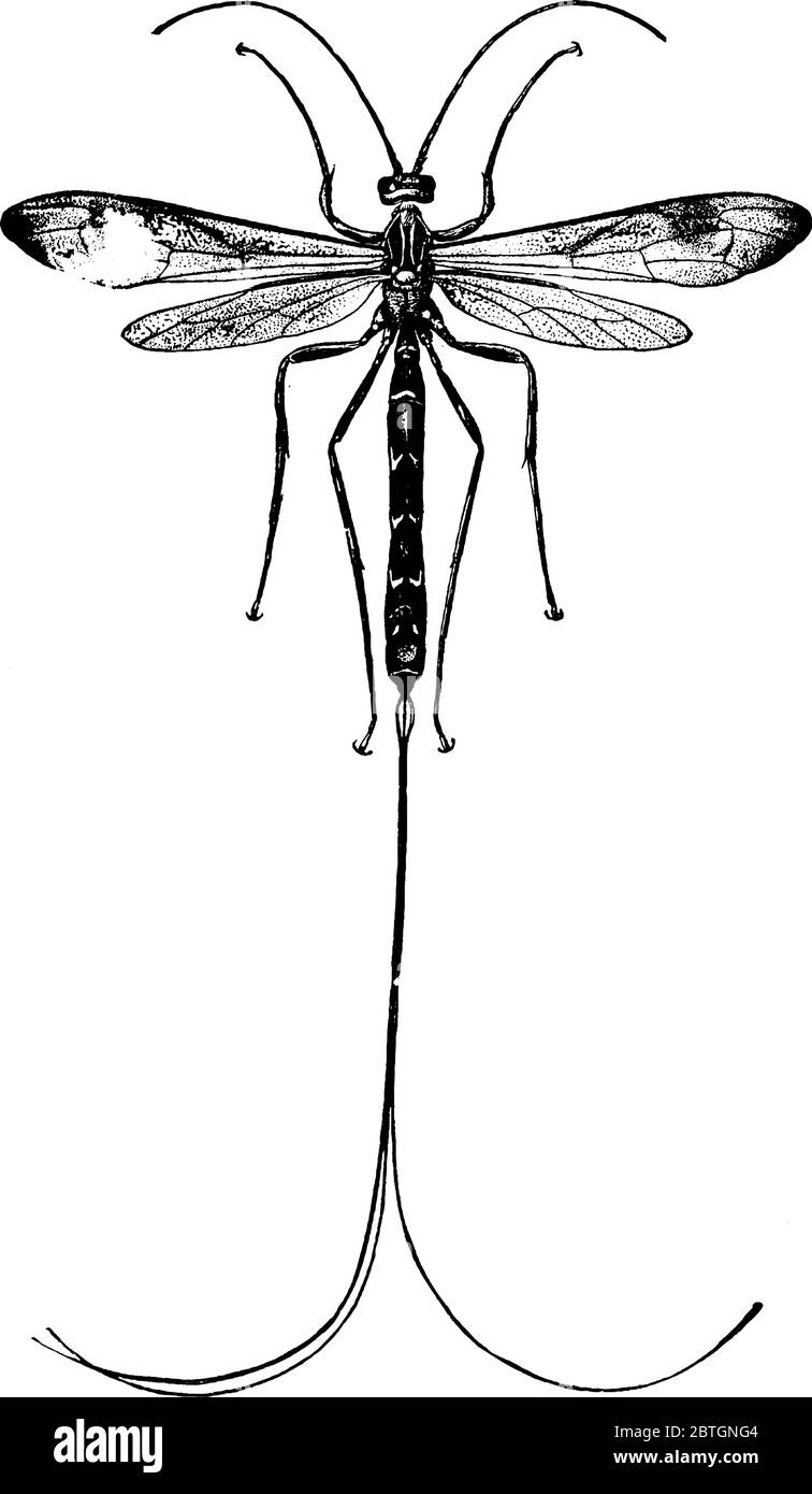 Slender veins Black and White Stock Photos & Images - Alamy