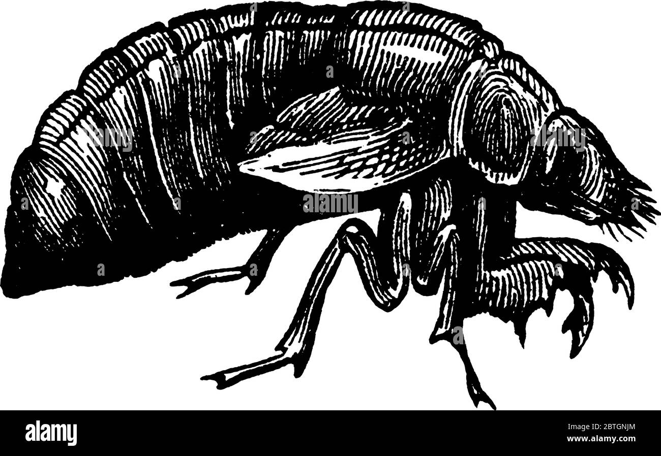 Image of pupa of periodical cicada, vintage line drawing or engraving ...