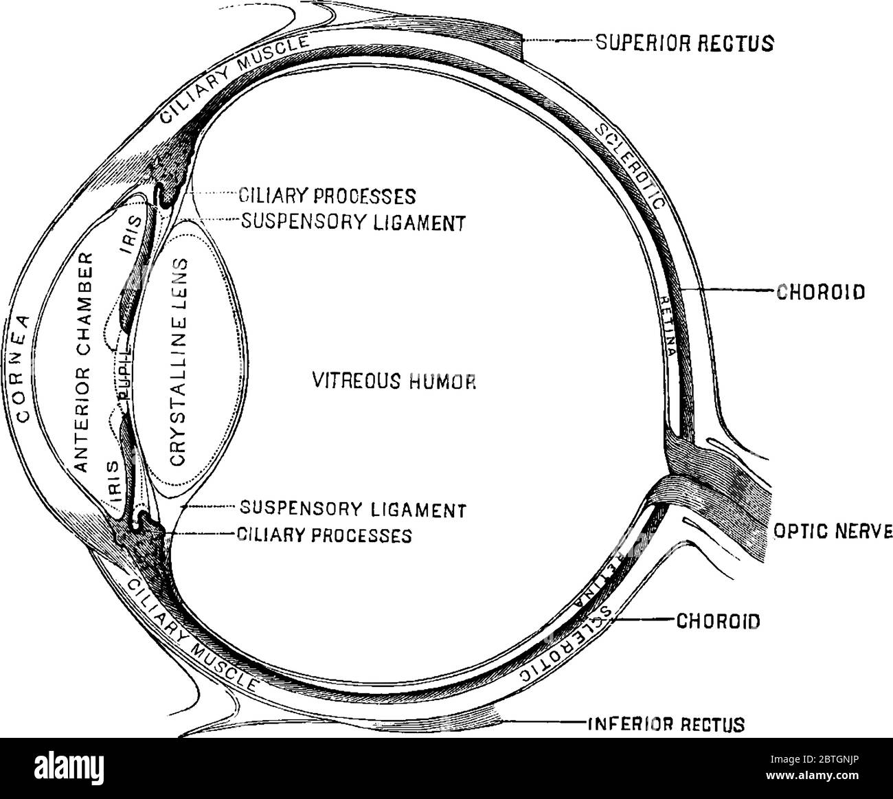 Human parts anatomy Black and White Stock Photos & Images - Alamy