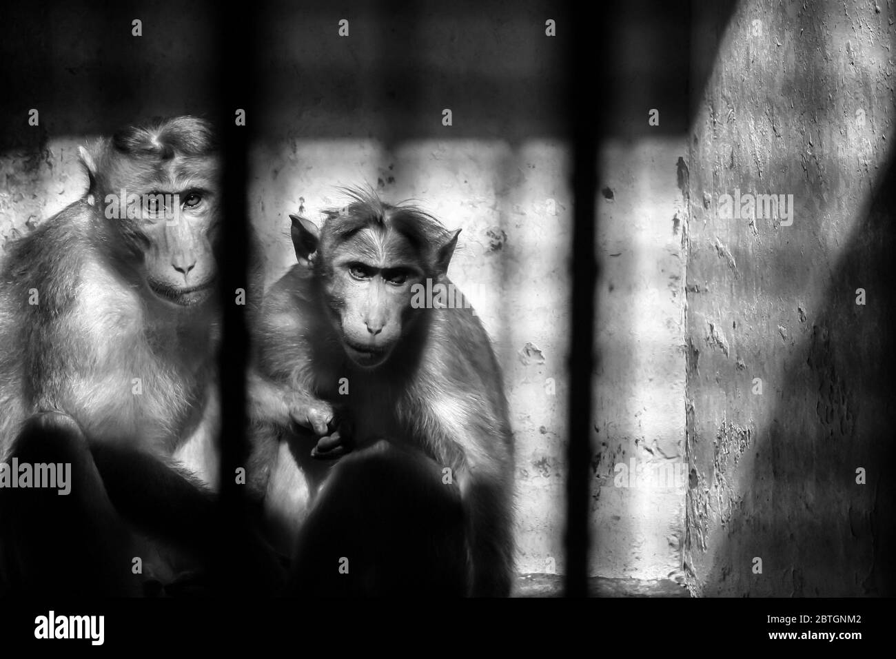 sad looking monkeys at kathmandu zoo Stock Photo - Alamy