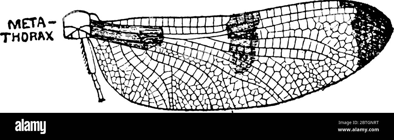 The body section of Mayfly after the head is called thorax, this ...