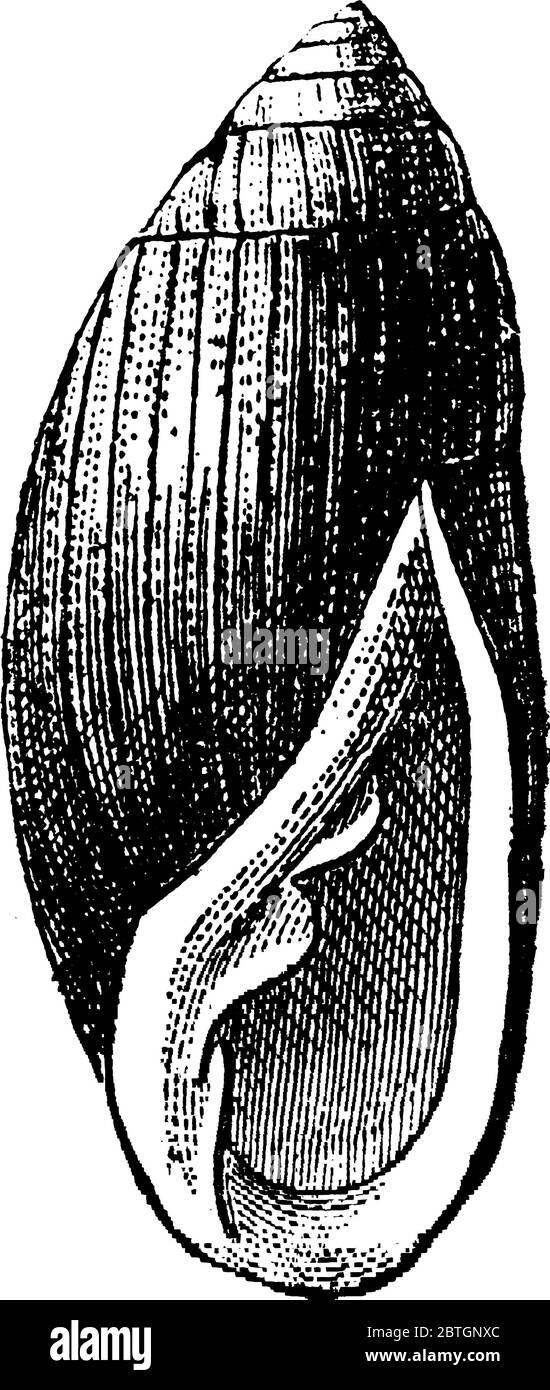 Mollusks species Black and White Stock Photos & Images - Alamy