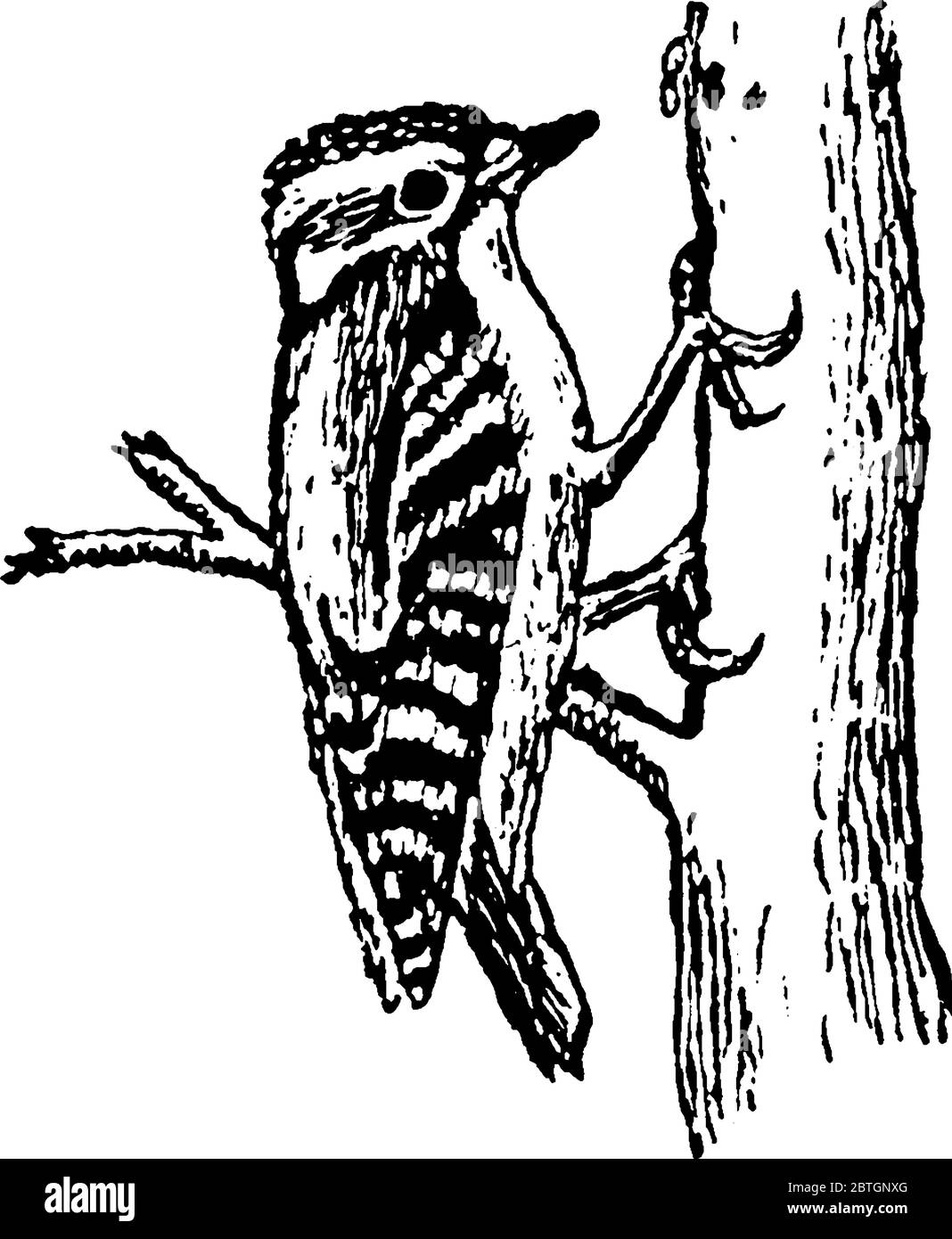 A woodpecker, pecking on the branches of the tree, vintage line drawing ...