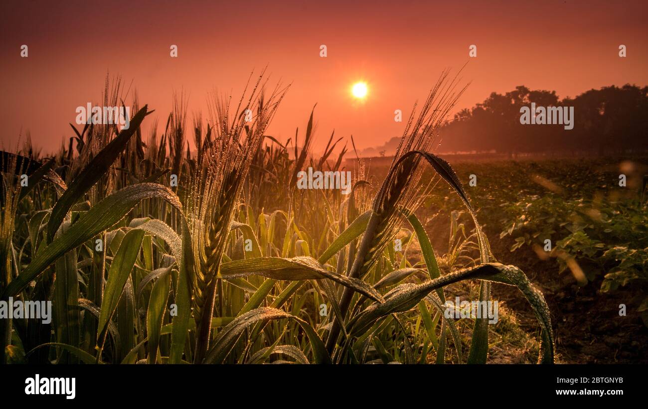 Bangladeshi sunset hi-res stock photography and images - Alamy