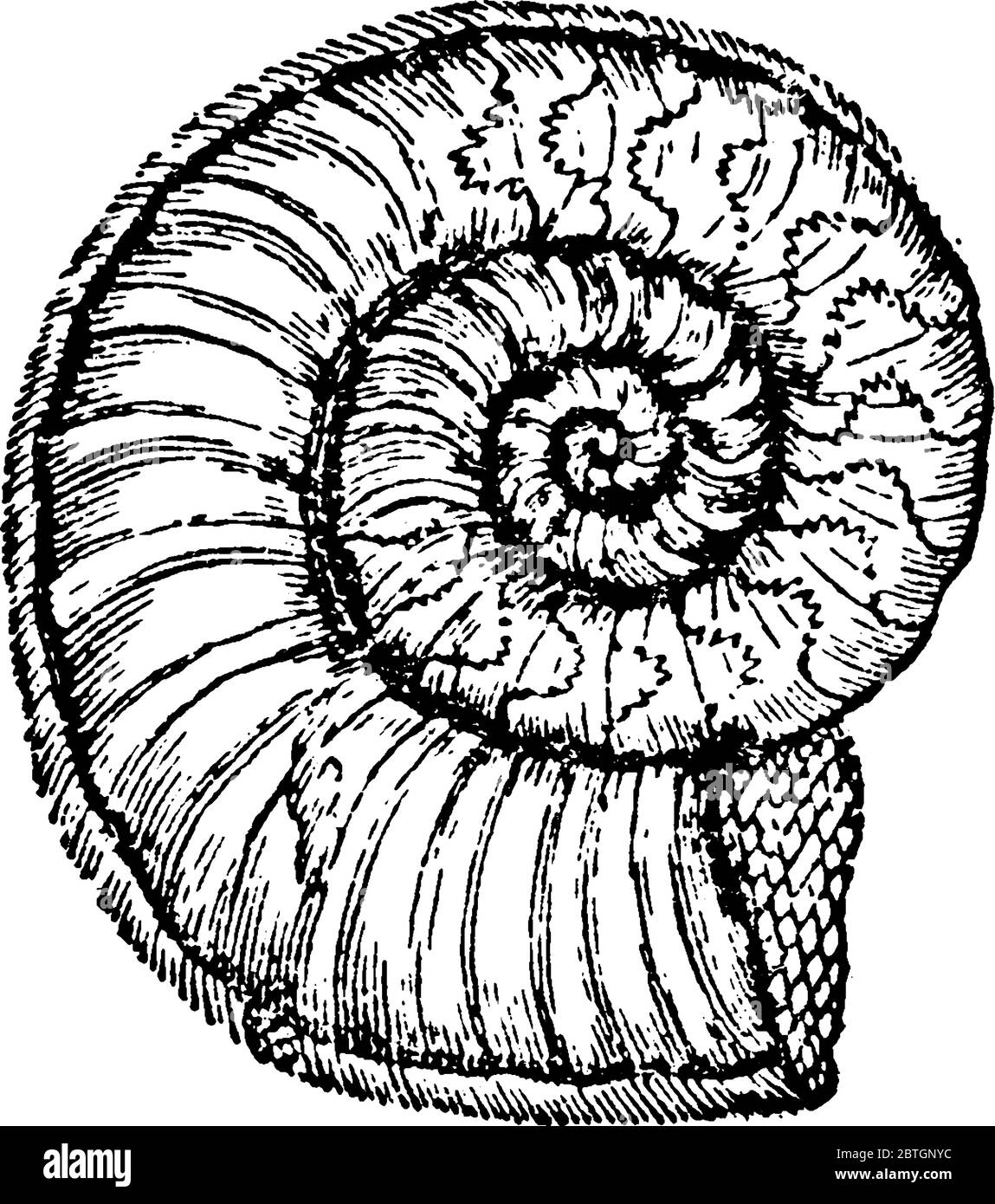 These are marine mollusc animals of Cephalopoda family, vintage line ...